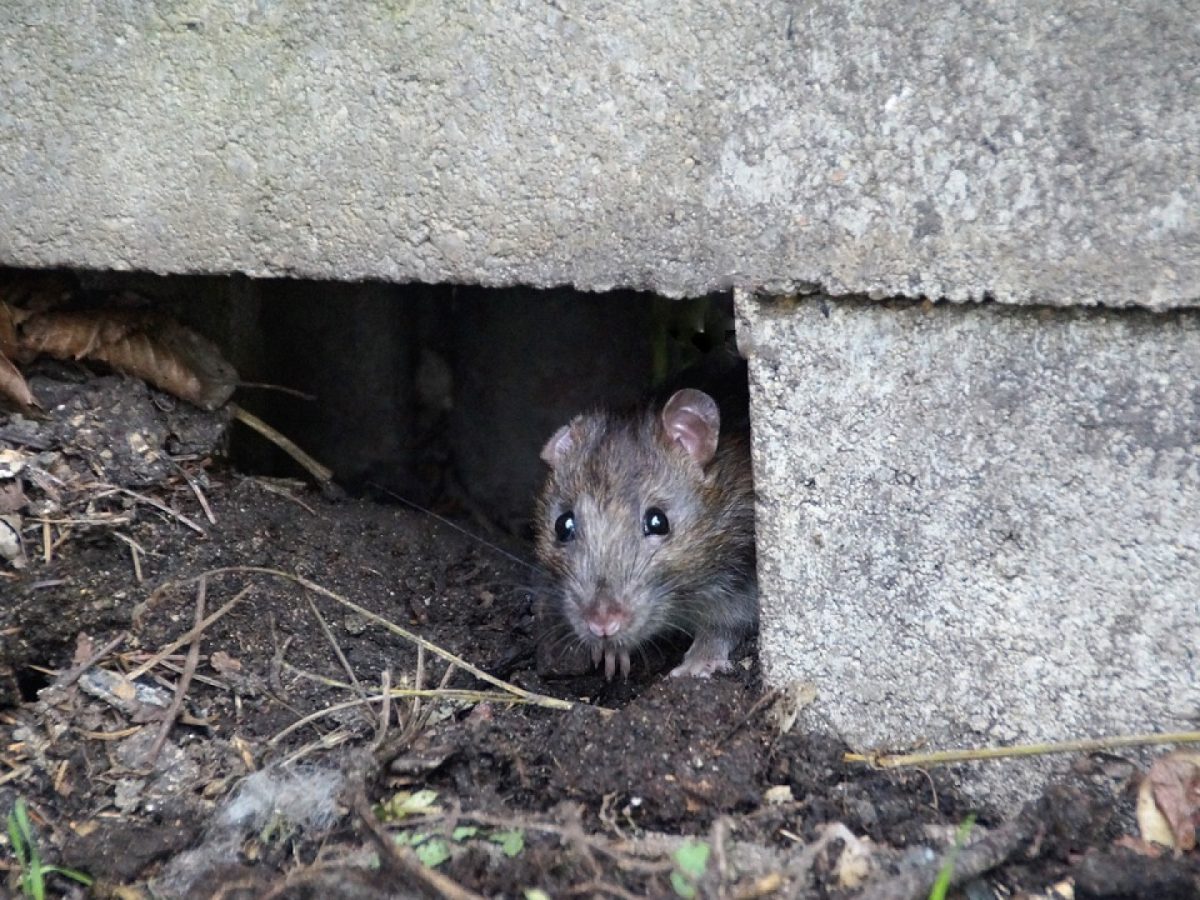 Invasion de rats : quand appeler l’expert ? – Quartdetours.fr